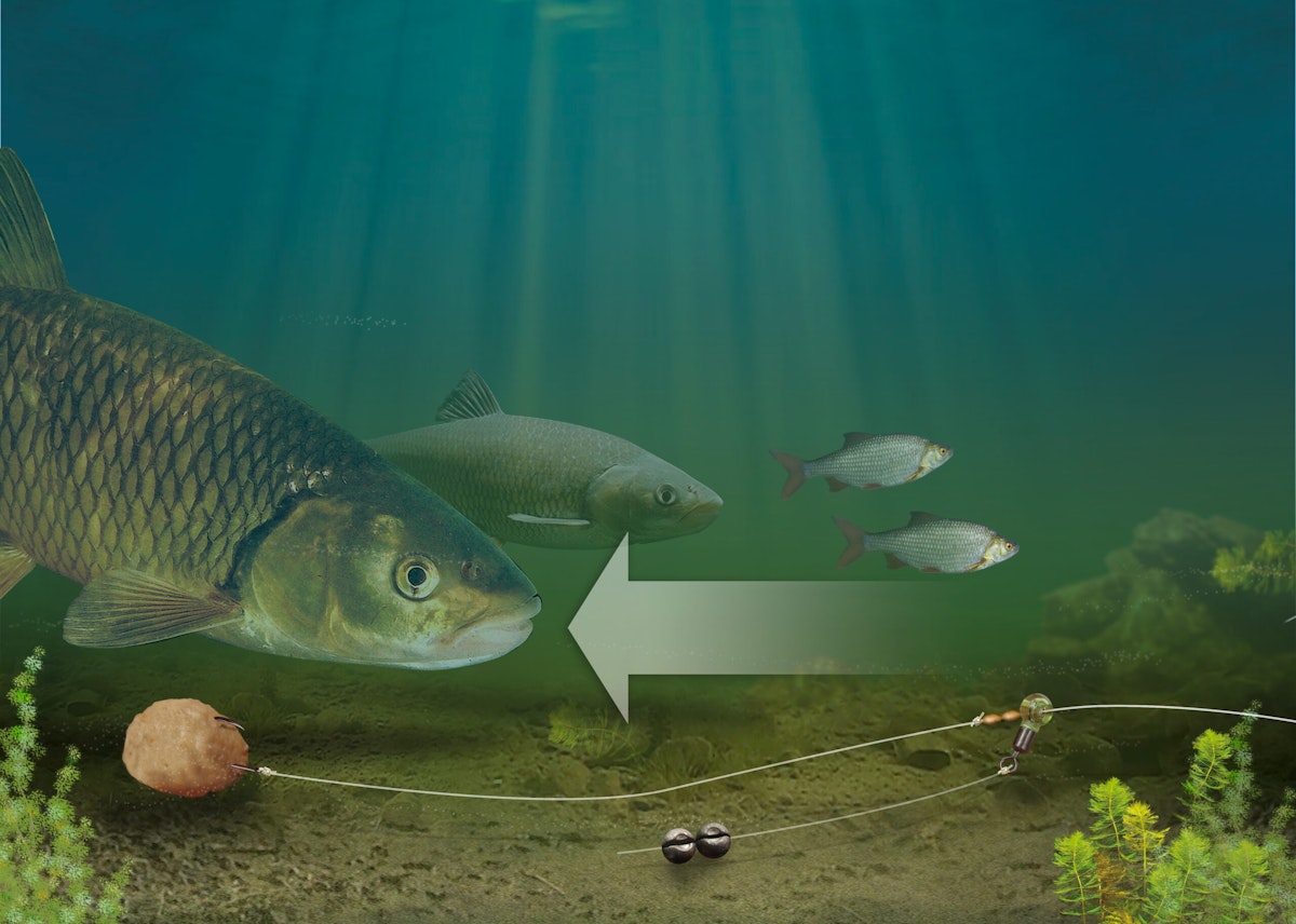 Tips for winter chub fishing success