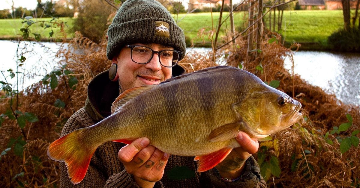 Angler turns to prawns to bank superb perch | Angling Times