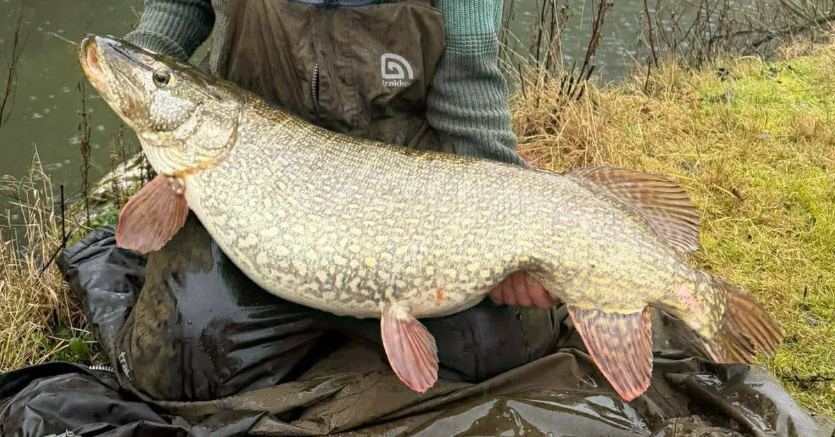 Fly angler banks pike so huge it can’t be weighed | Angling Times