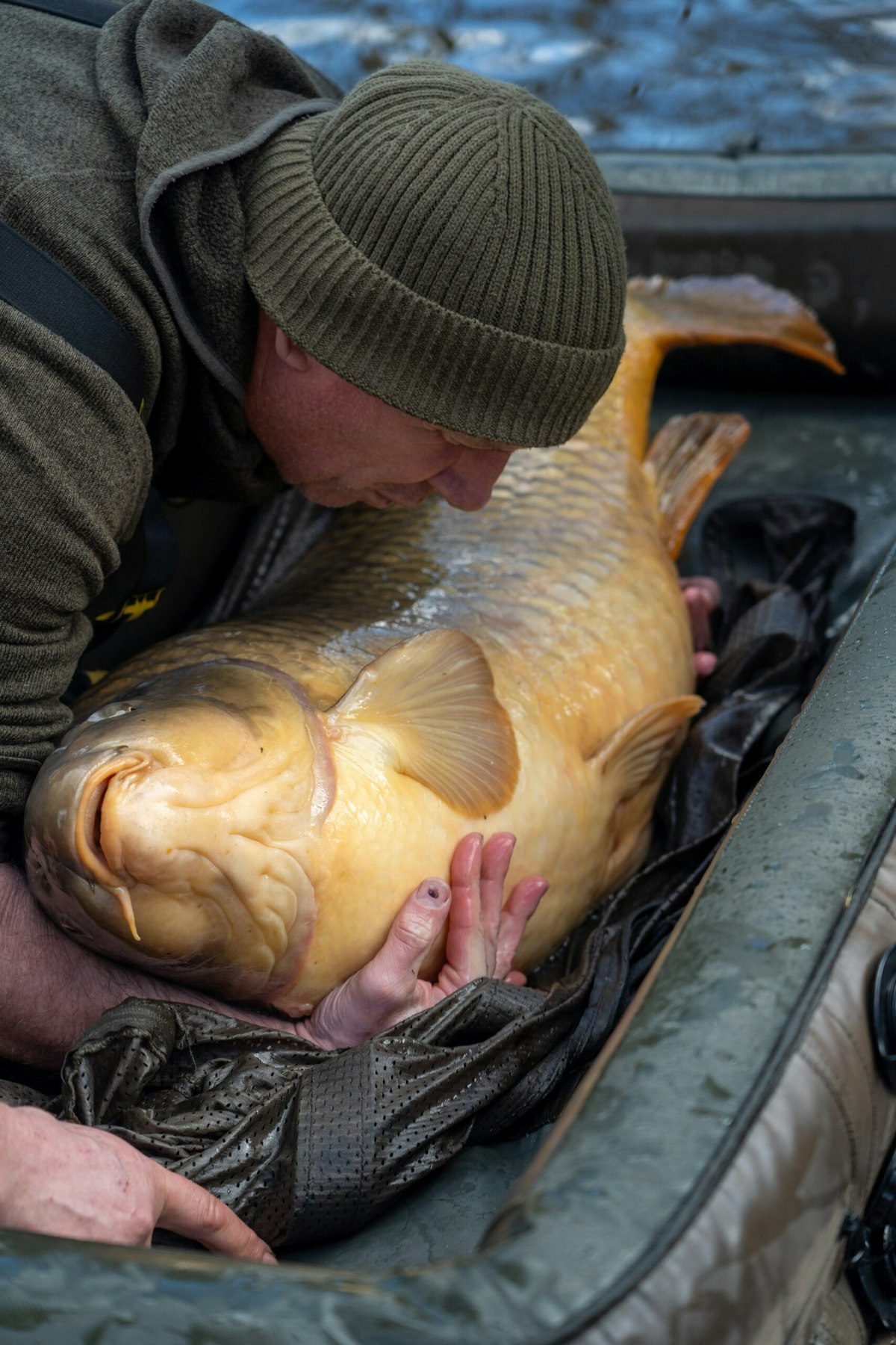 Angler catches the UK's largest common carp