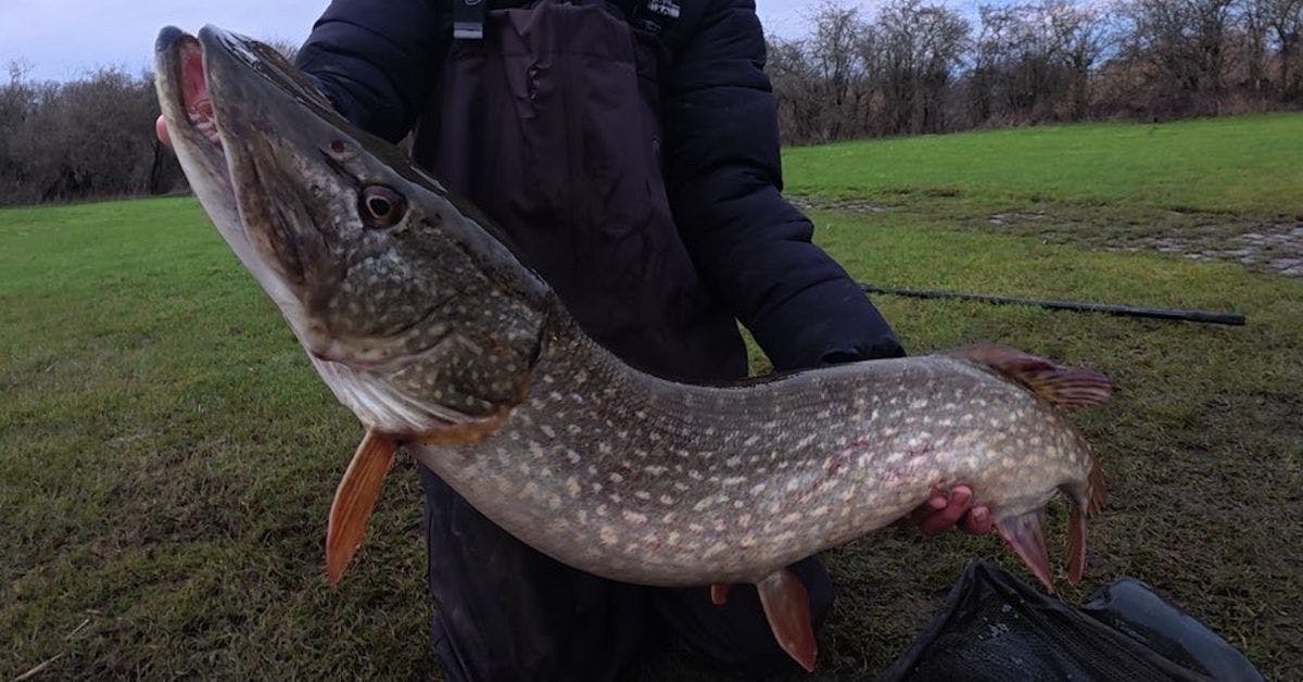 Locals stunned by angler’s personal best river pike | Angling Times