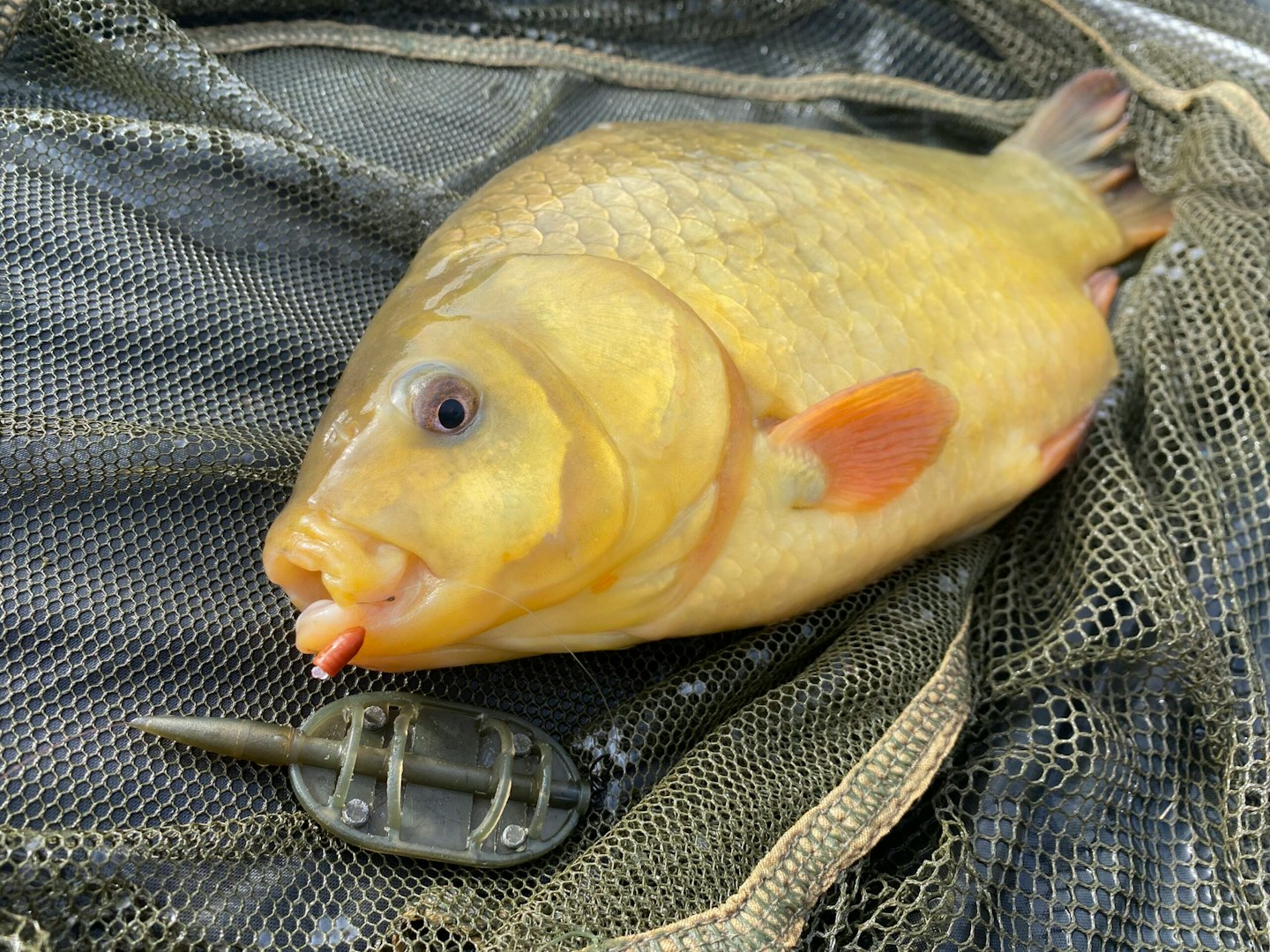 Top 5 Tactics for Spring Fishing on commercials