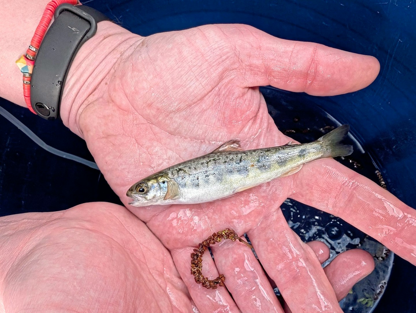 Hope re-ingited as salmon found for the first time in river