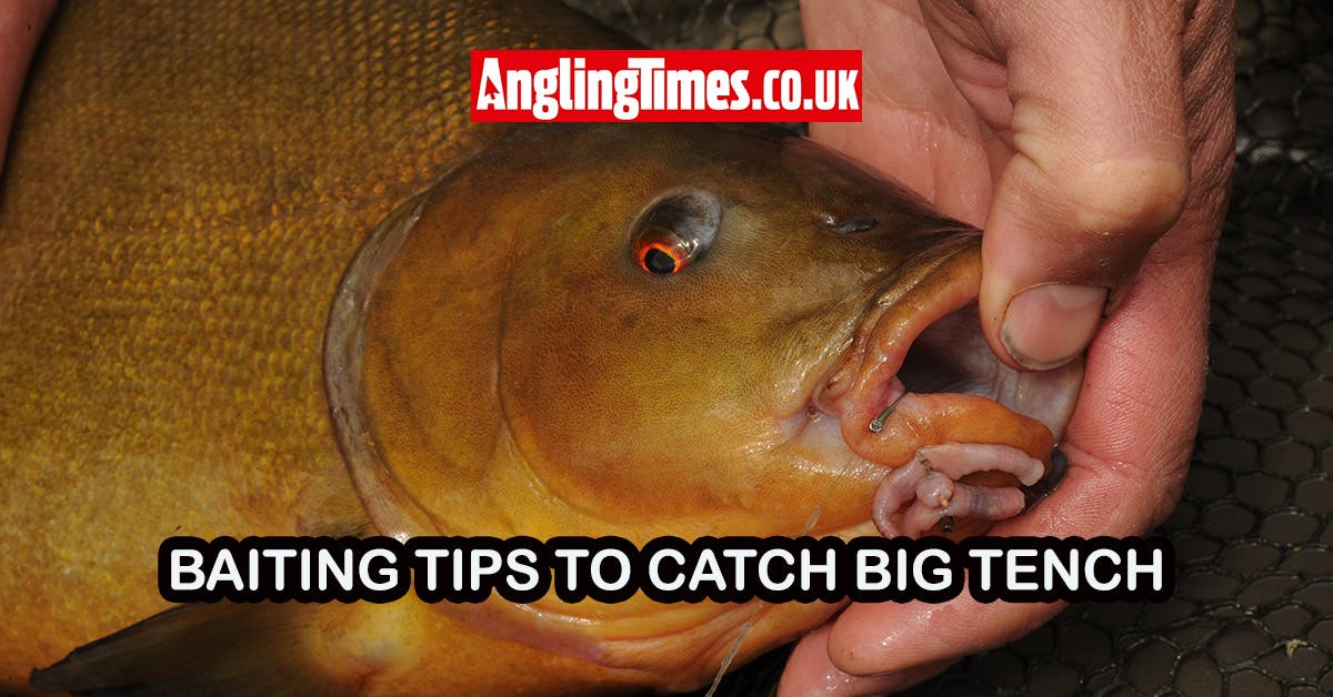 How to Catch Specimen Tench: Baits, Tips and Tactics