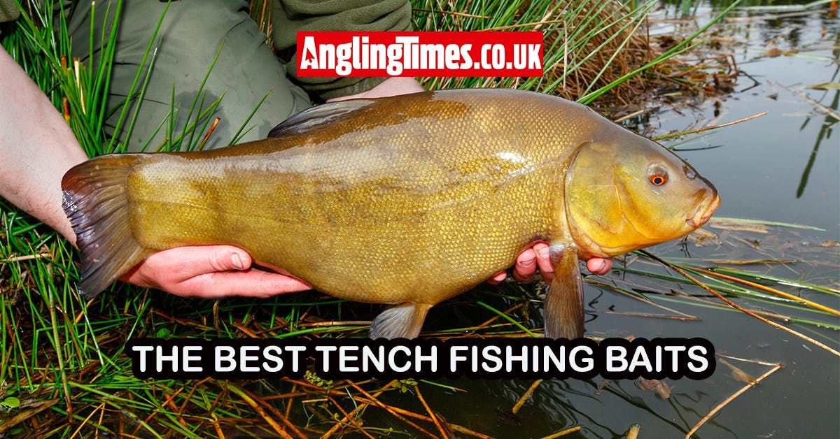 Try these baits to catch more tench