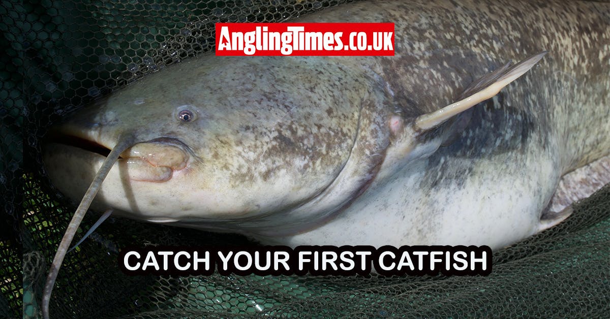How to Catch Your First Catfish: Tips for Beginners