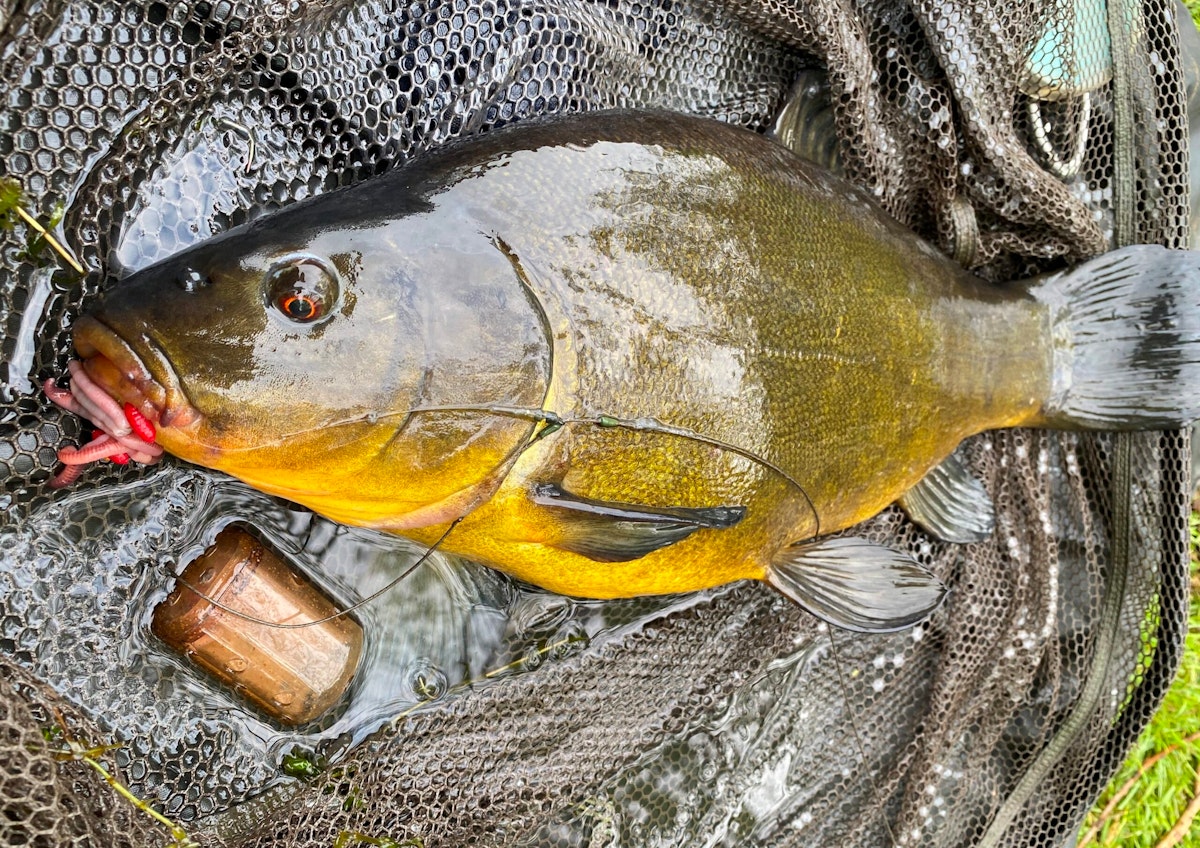 Try these baits to catch more tench