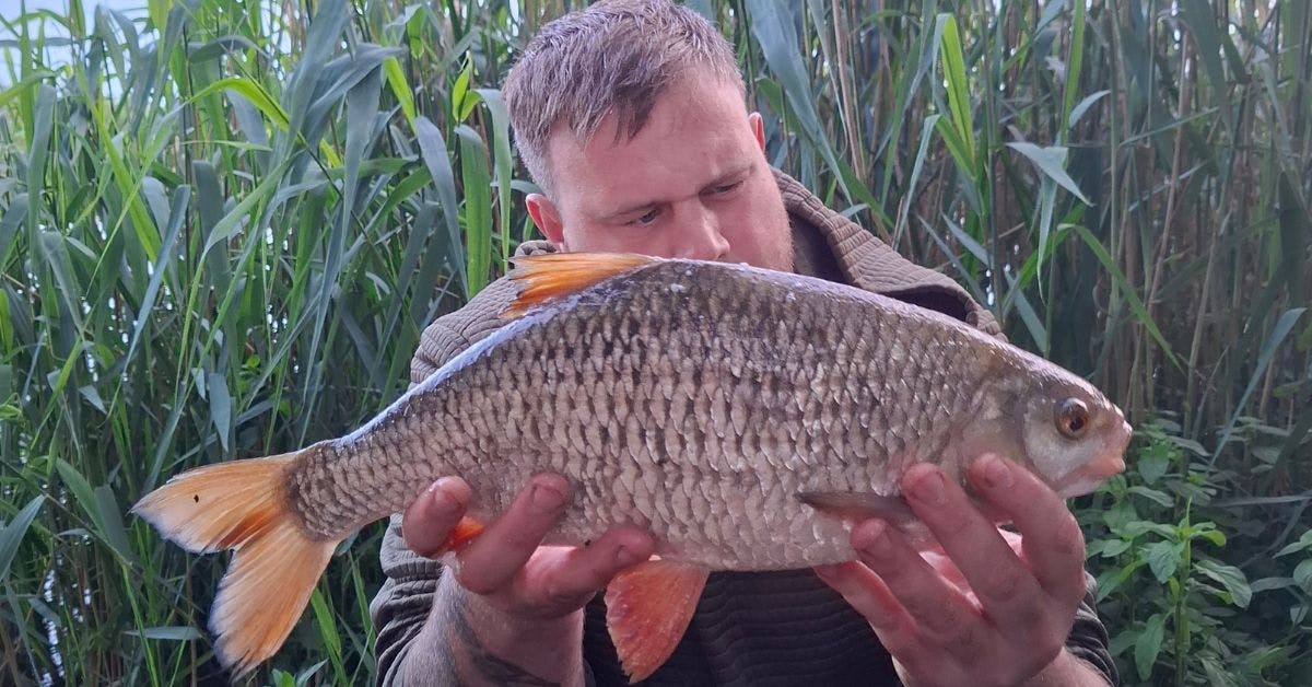 Giant Linear Roach Falls to Black Foam Zig