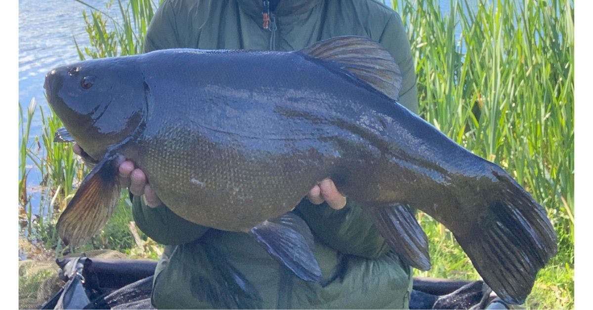Monster Tench Tops Incredible Four-Fish Haul