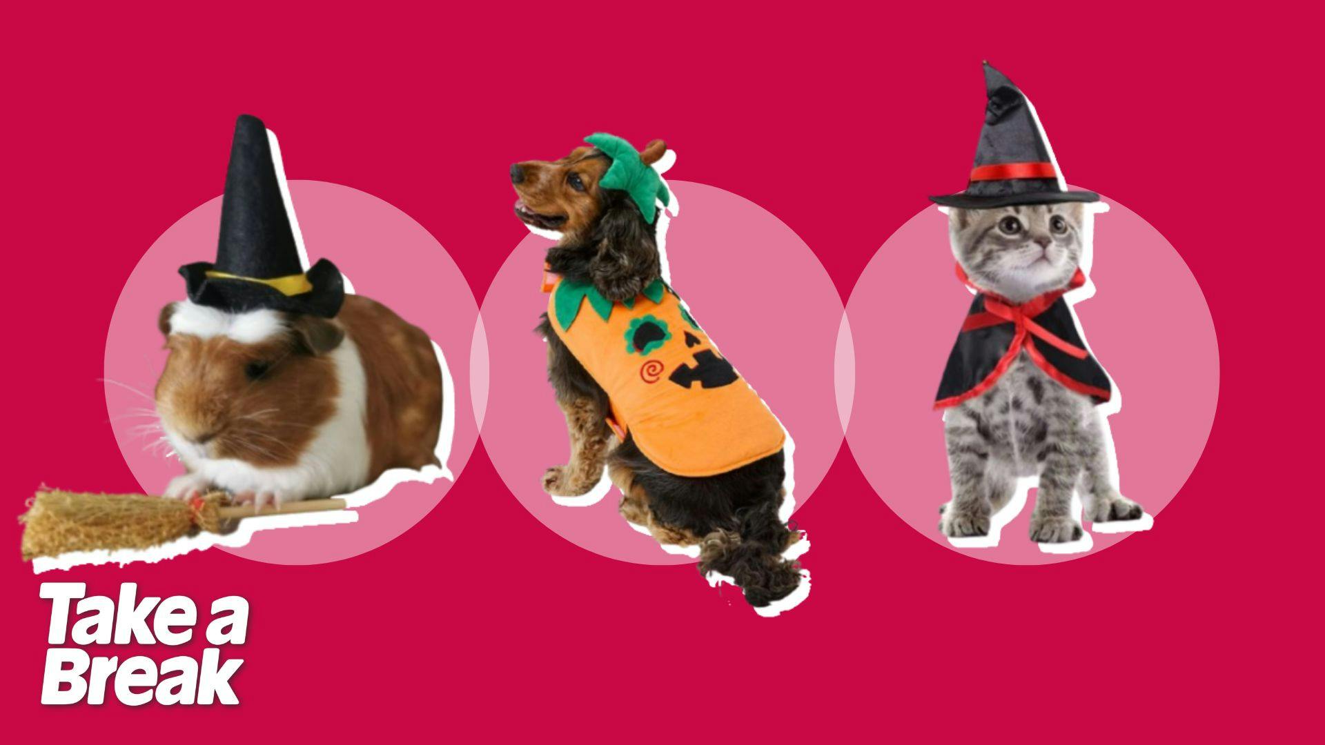 Best pet Halloween costumes UK for spooky cuteness 2024