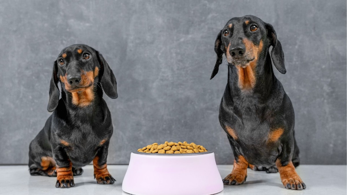 Best dog food for Dachshunds for happy, healthy hounds