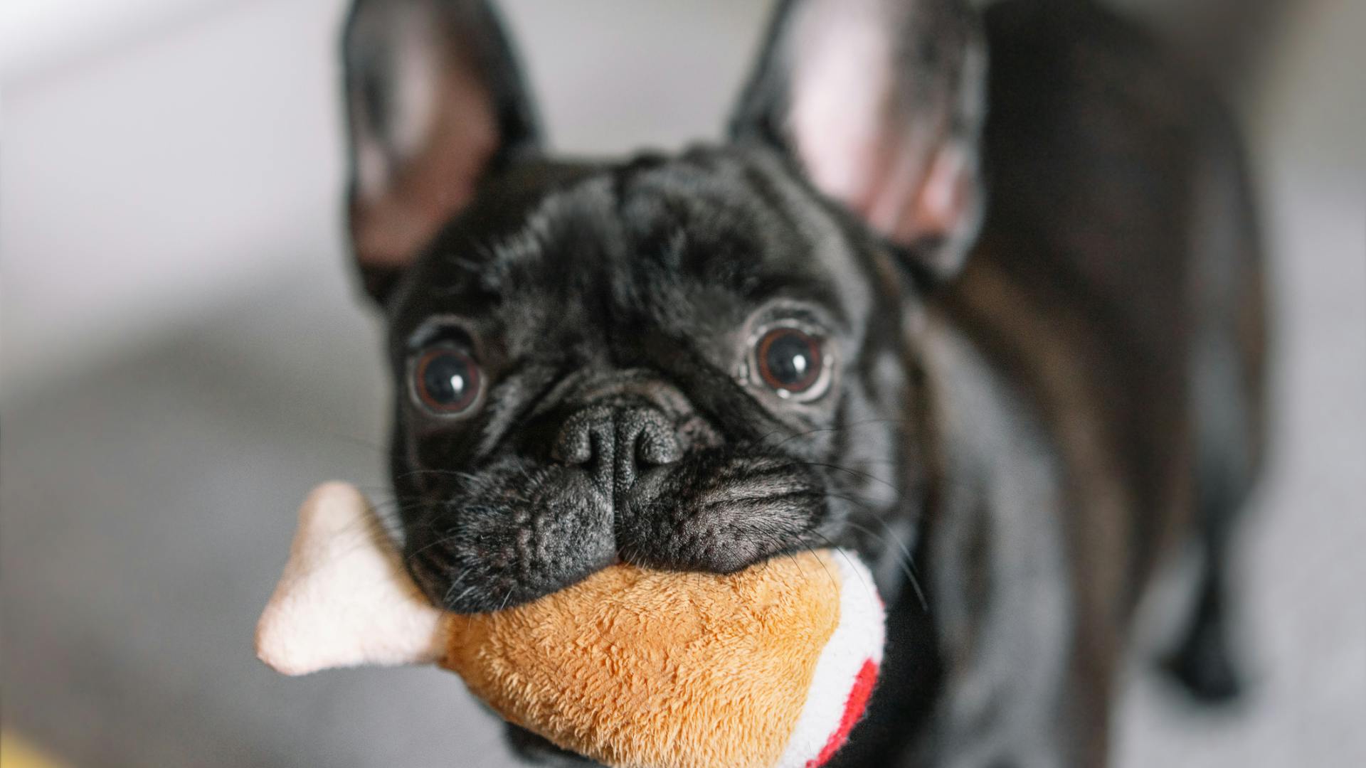 Best Eco Friendly Dogs Toys UK 2023