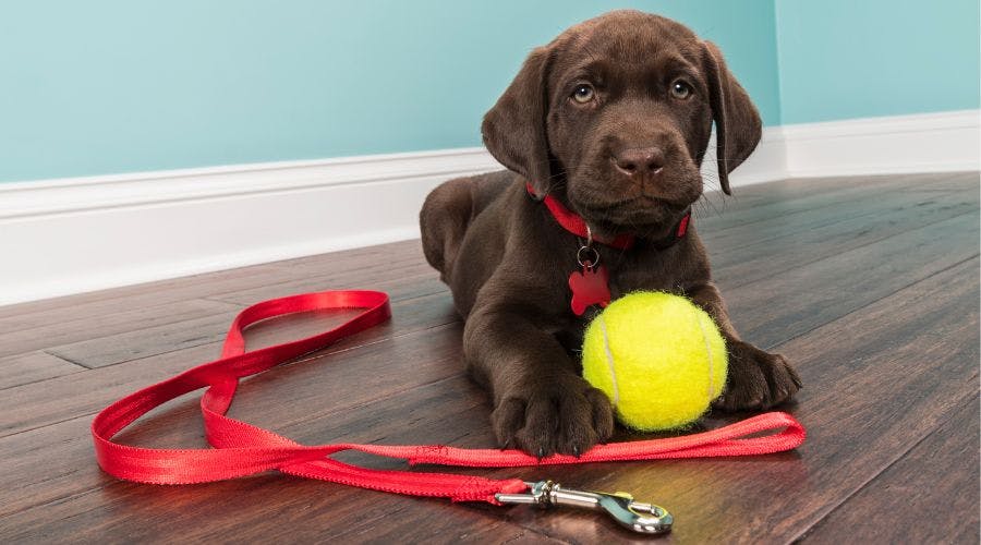 Best Dog Lead And Collar Sets 2024