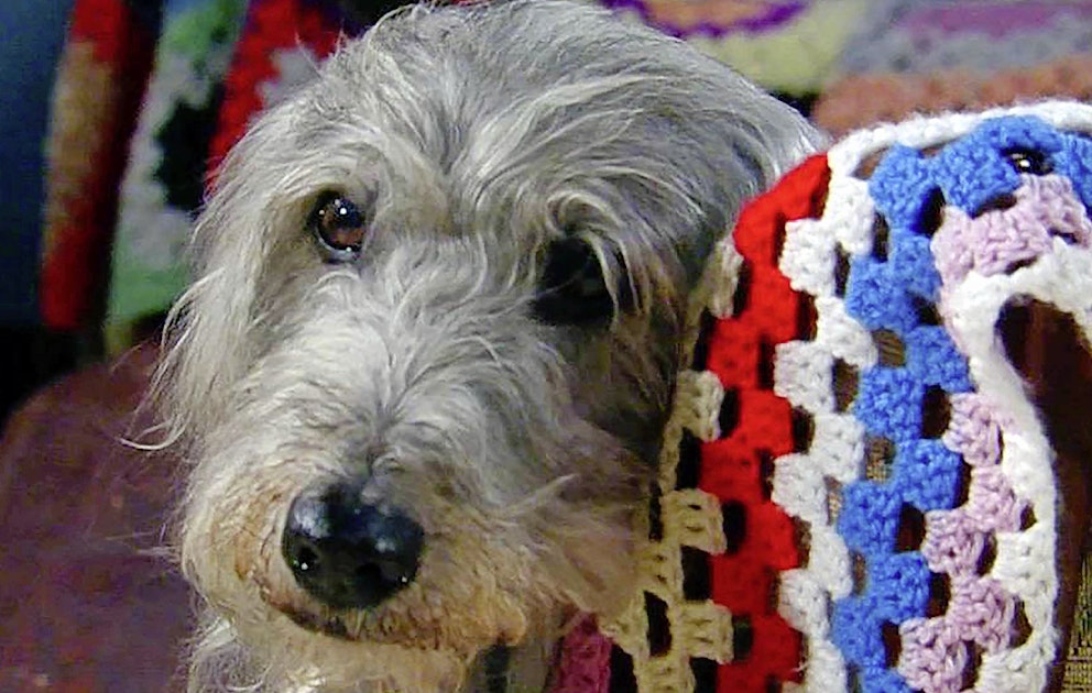 From Wellard to Willy – the best soap opera pets! | Magazine | Take a Break