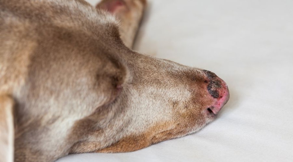 Protect your pooch in the sunshine with the best dog SPF