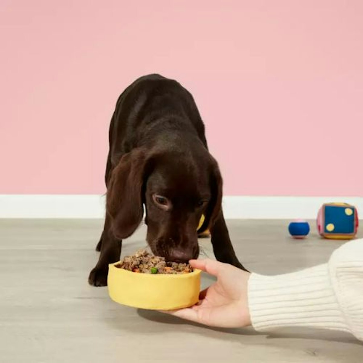 13 best dog food brands: beloved and approved by vets 2025
