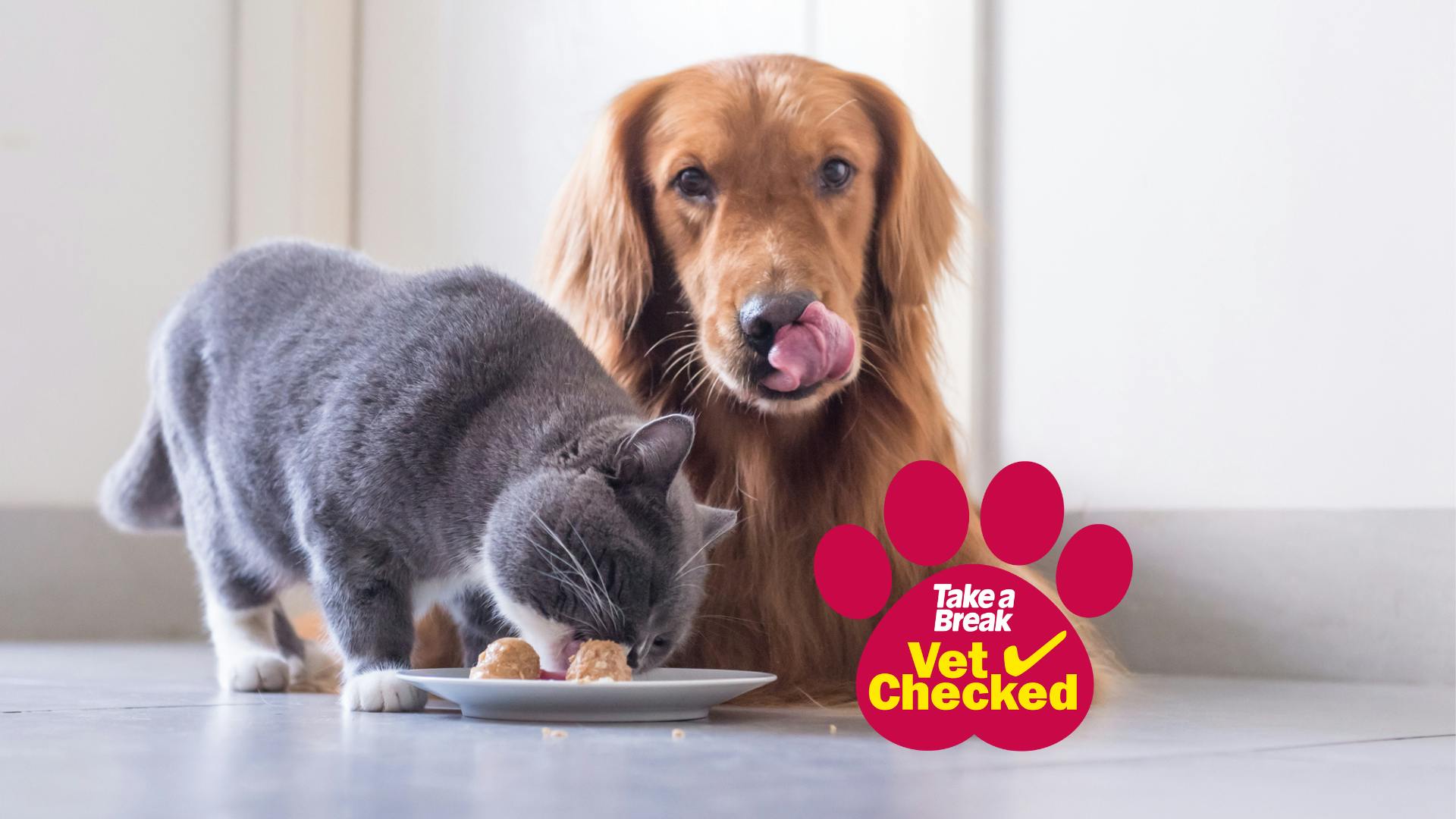 Can dogs eat cat food? Your questions answered