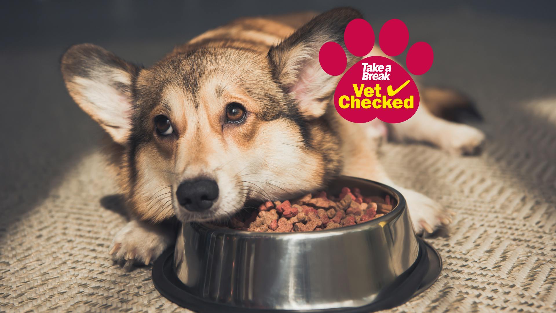 Reasons why your dog isn’t eating their food according to a vet