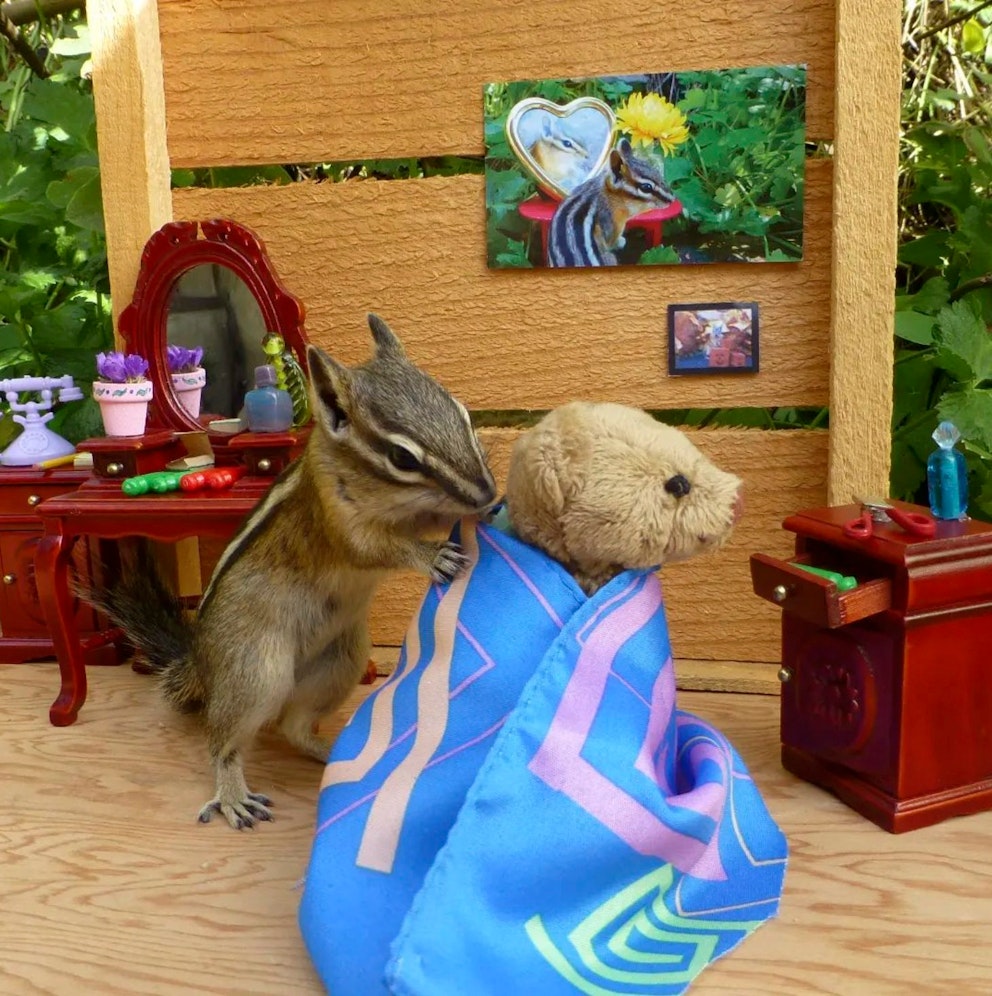 A friendly chipmunk is my muse! | Real Life | Take a Break