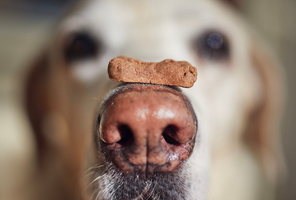 Reasons why your dog isn’t eating their food according to a vet | Pets ...