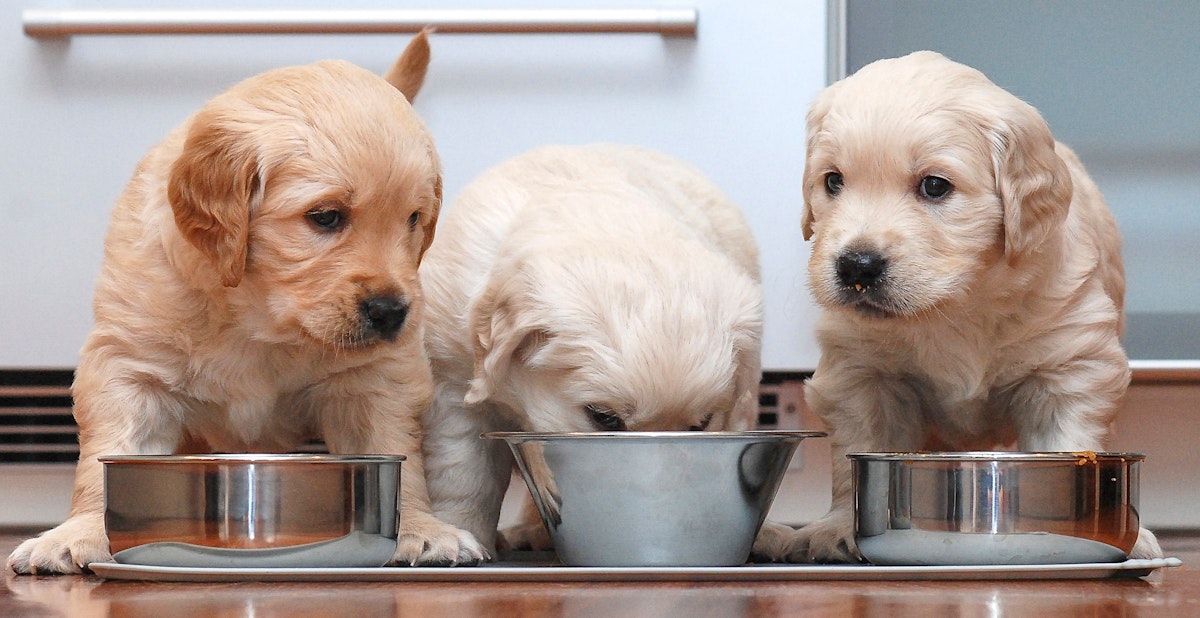 Reasons why your dog isn’t eating their food according to a vet