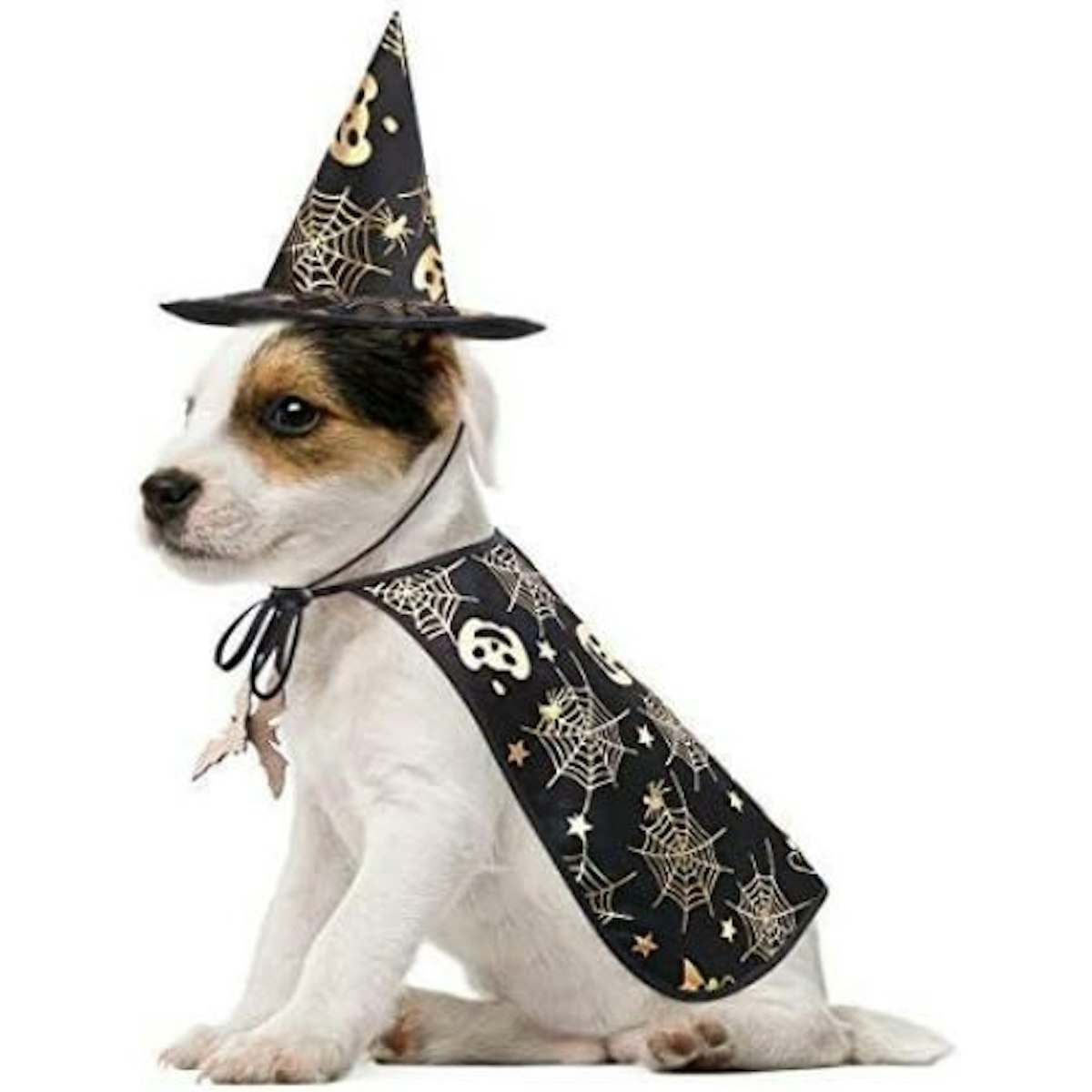 10 of the best Halloween costumes for dogs 2024