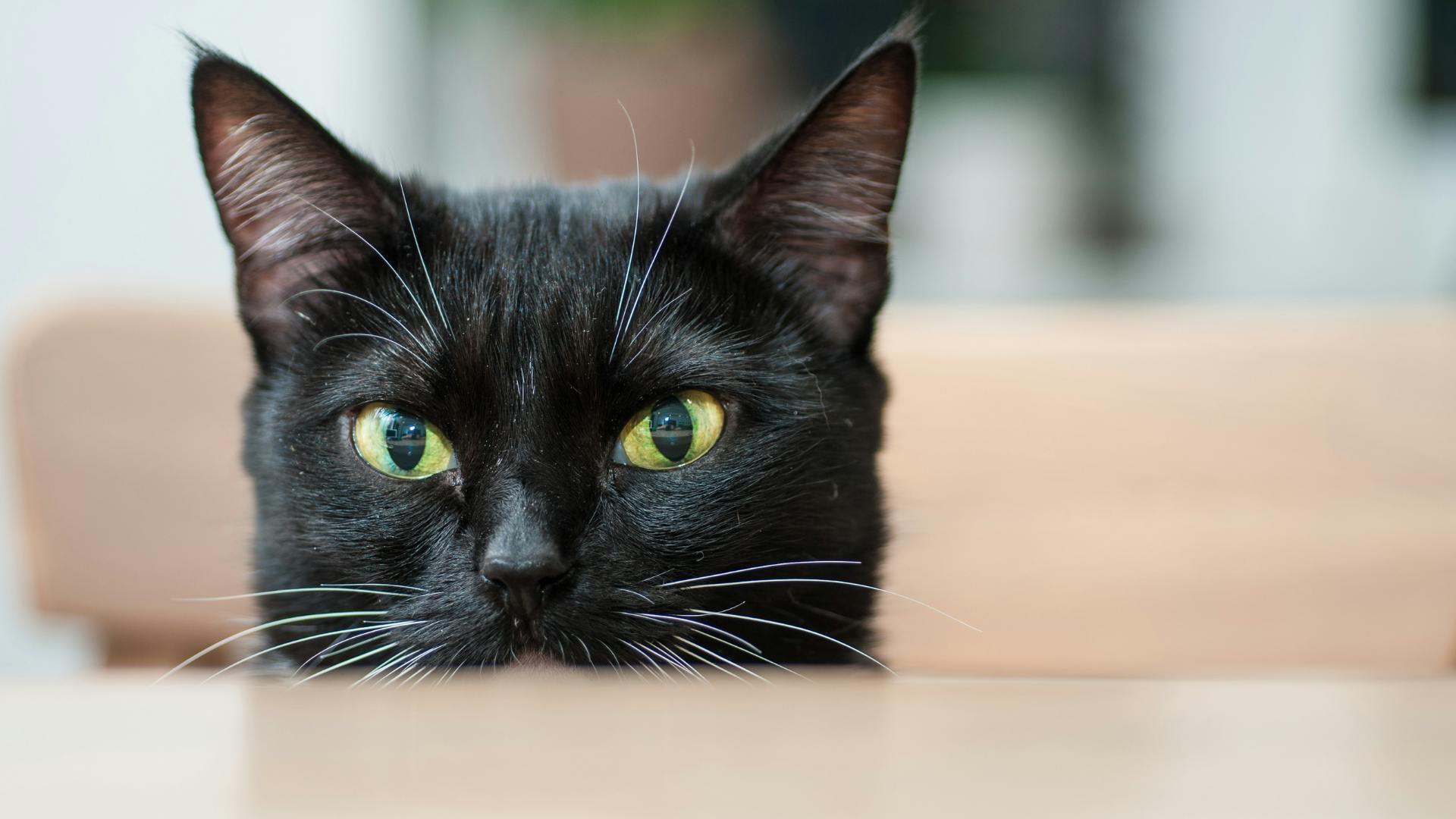 A spooky spirit saved our cat