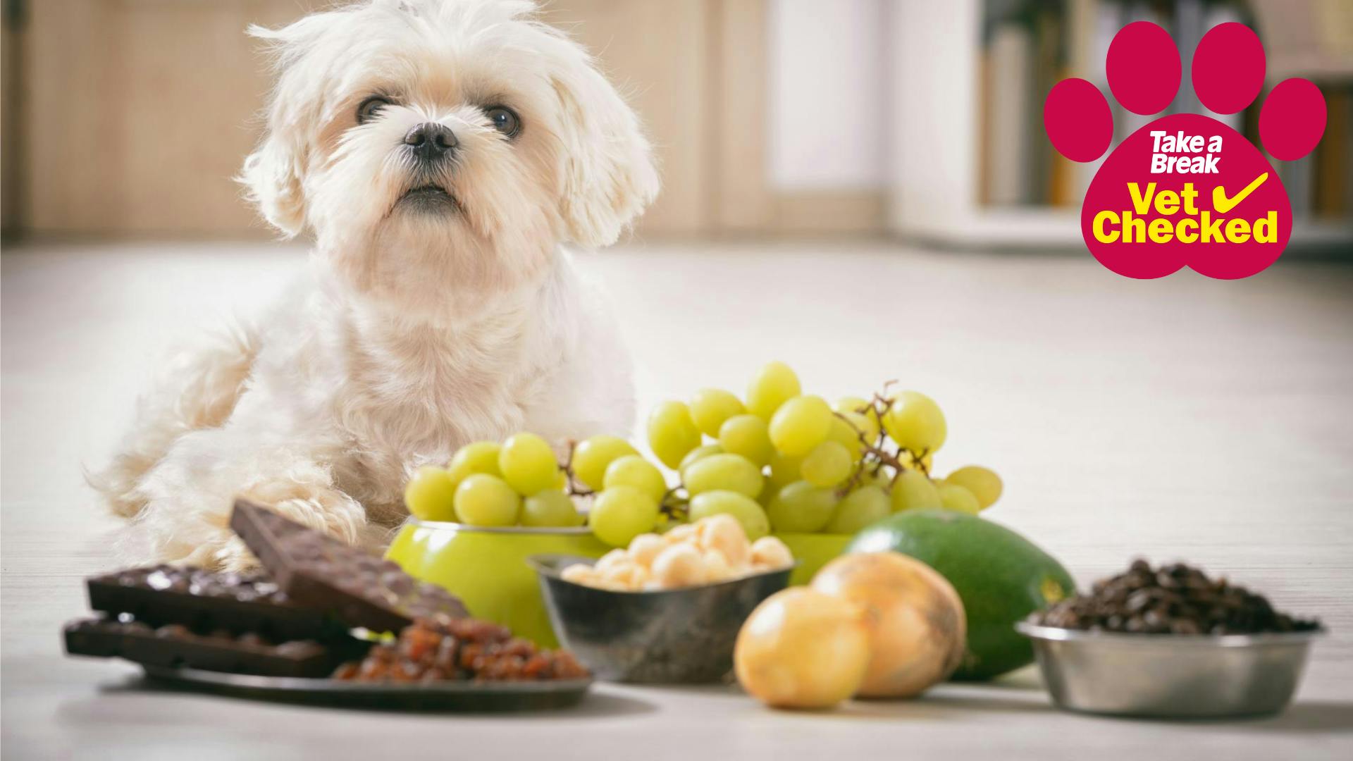 Toxic food for dogs: What your pooch can and can’t eat
