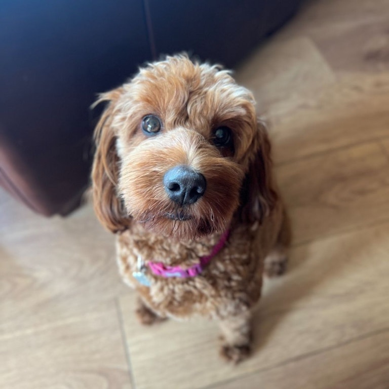 Best dog food for Cockapoos: tasty + nutritionally complete