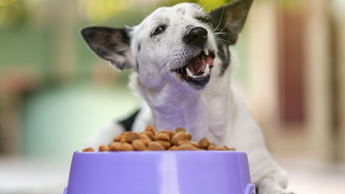 Best dry dog food for a nutritional, balanced diet