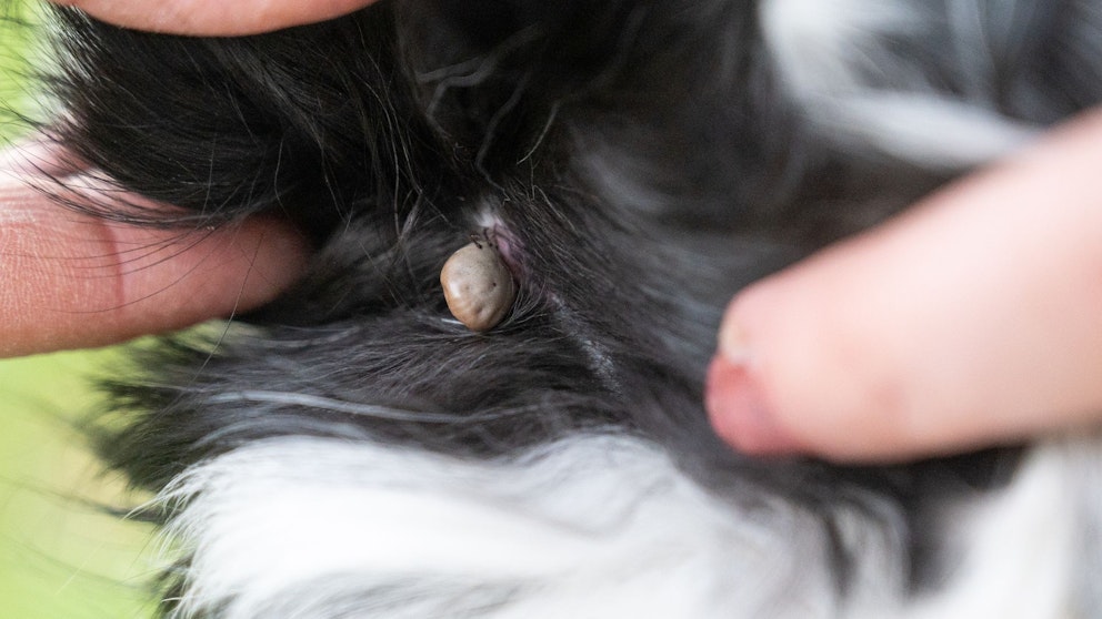 Best dog tick treatments to manage and prevent infestations