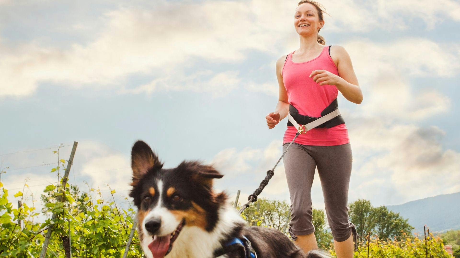 Best belt for running with dog on a daily basis UK 2024