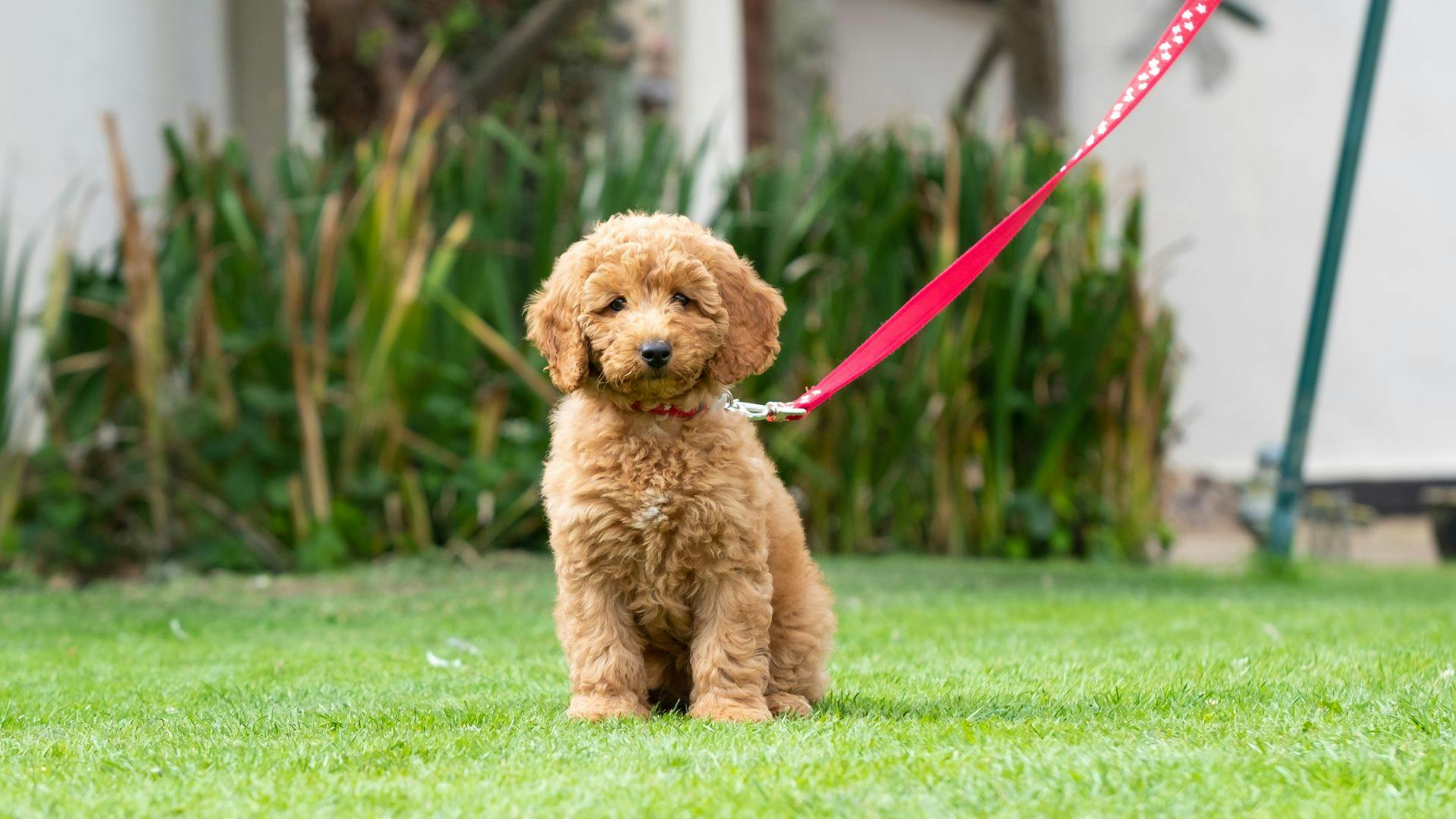 Best lead for a puppy to use on their first walk and beyond