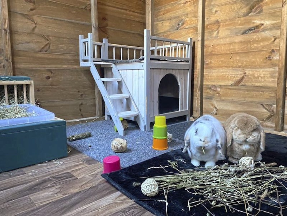 'I spent £50k rescuing 200 rabbits'