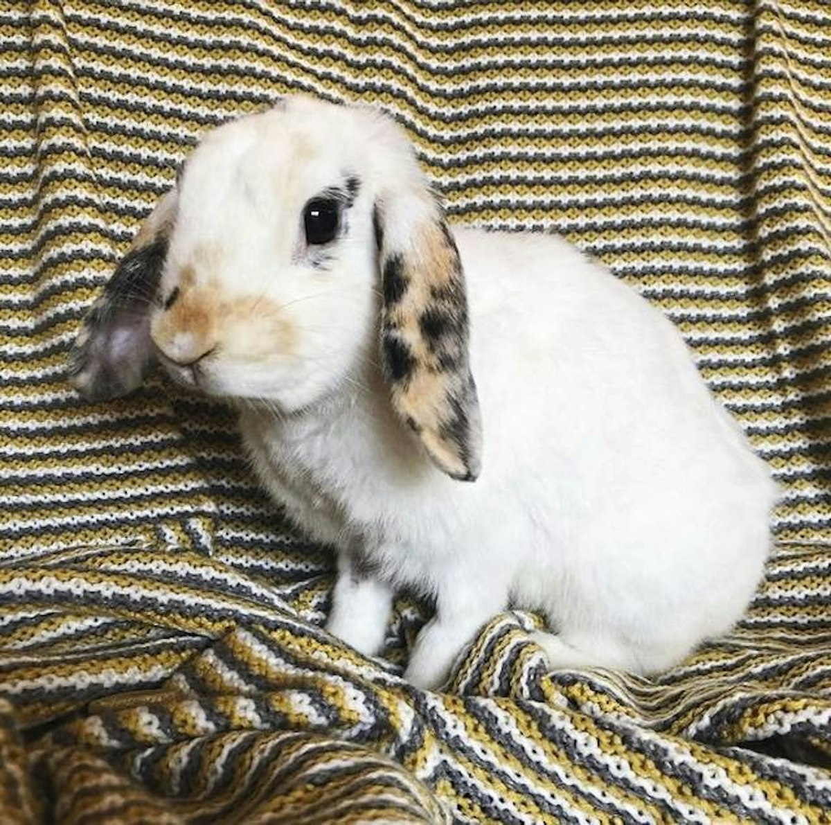 'I spent £50k rescuing 200 rabbits'