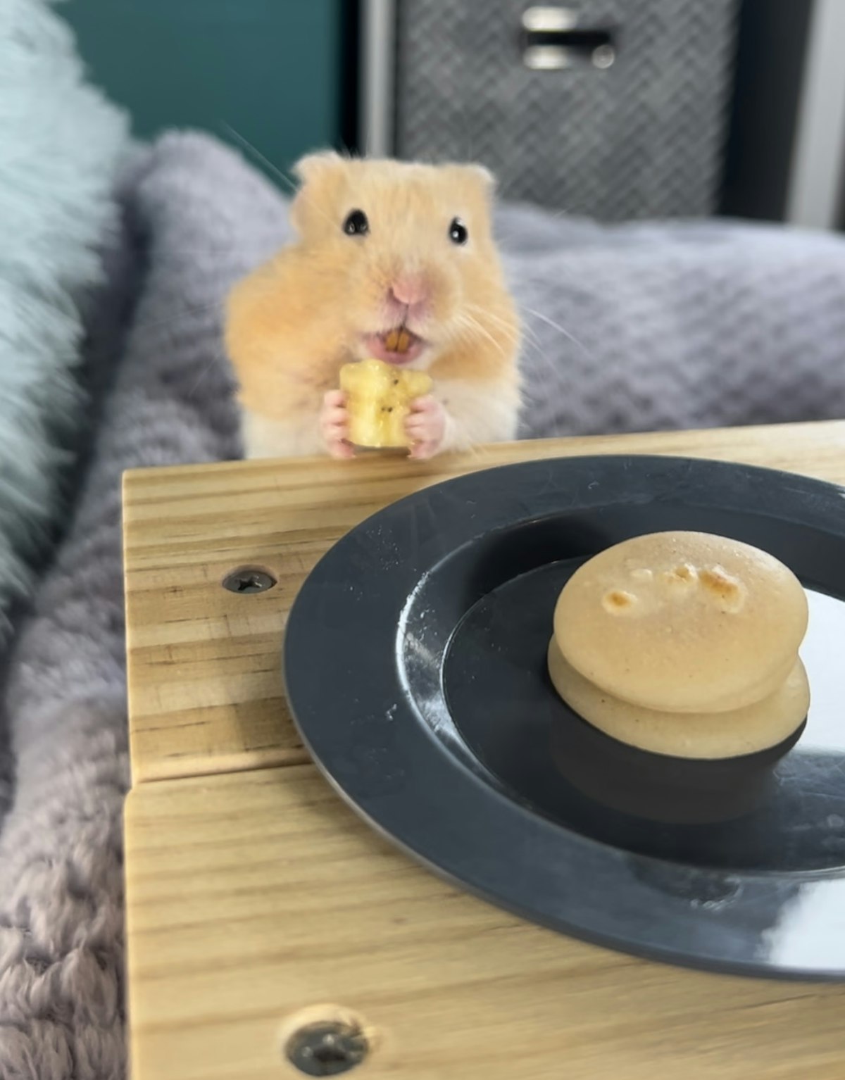 The very hungry HAMMY! My pet hamster eats like a king