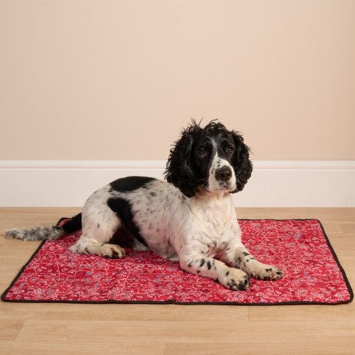 Discover the best cooling mats for dogs 2024