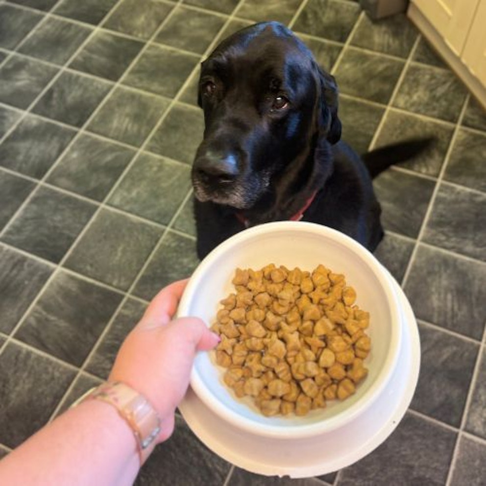 13 best dog food brands: beloved and approved by vets 2025