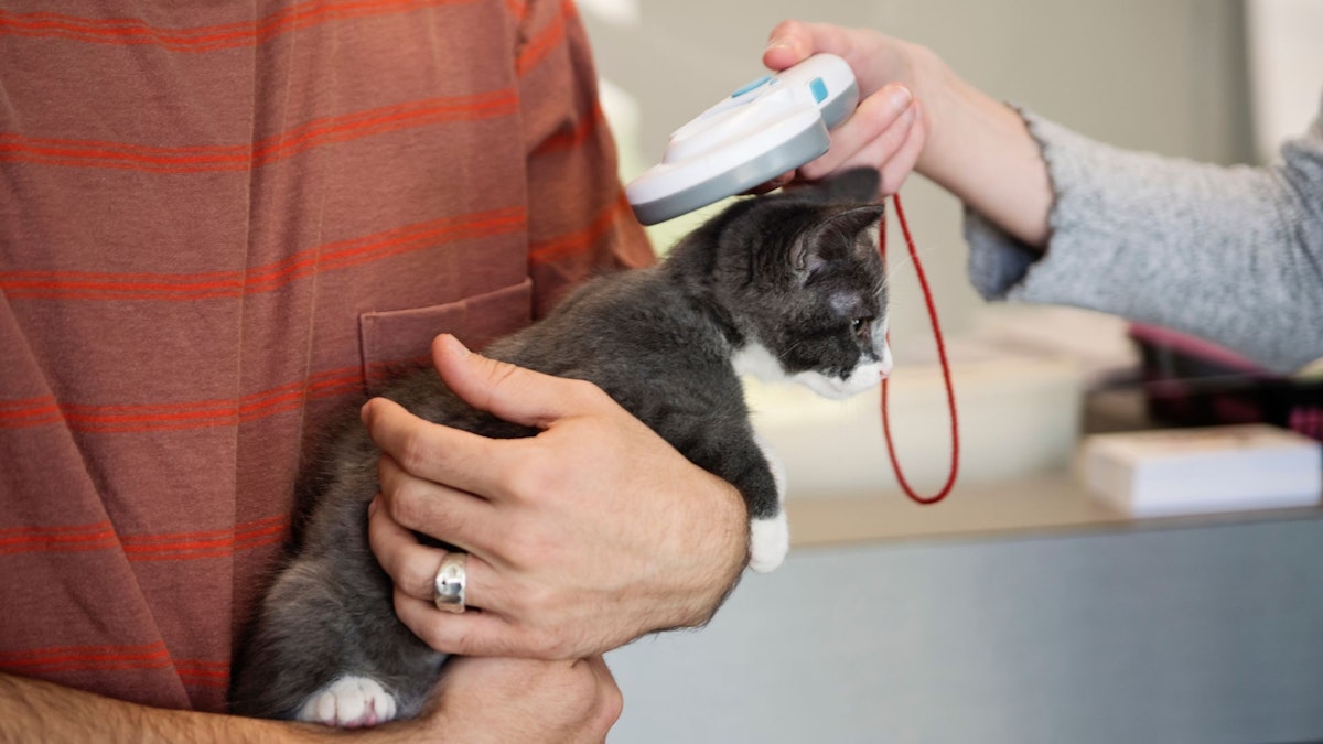 New cat microchipping law: How to avoid hefty fines