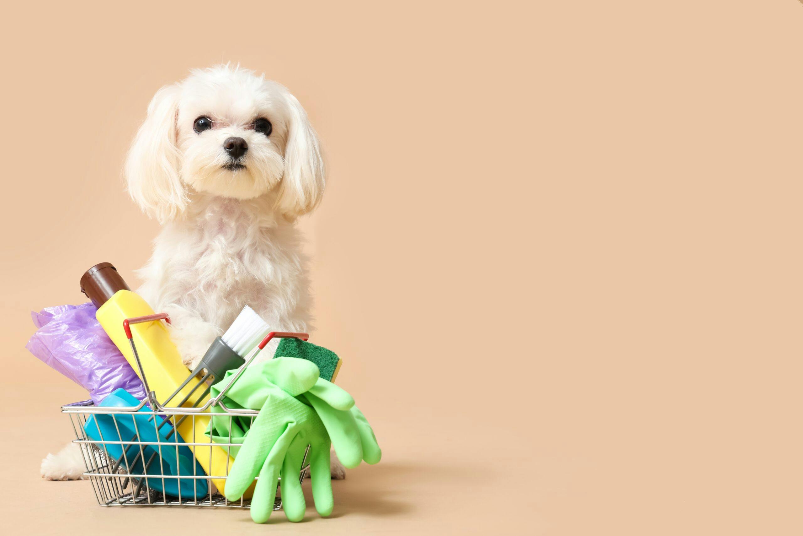 How to maintain a clean house with pets | 10 top tips