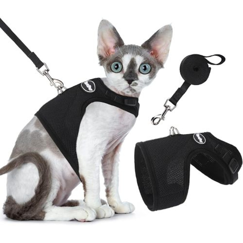 Best cat harness for your adventurous feline in 2025