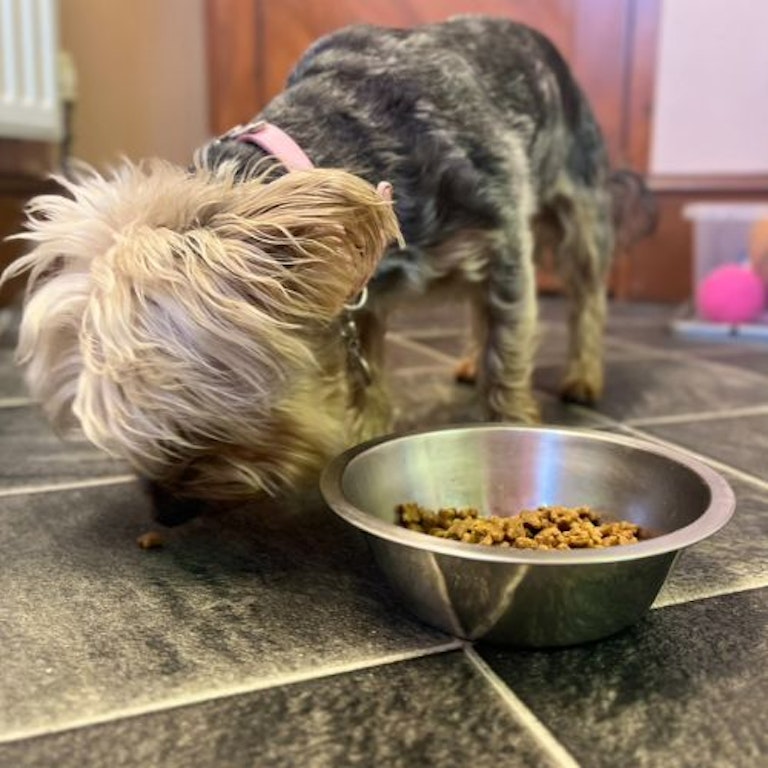 14 best dry dog food for small dogs to keep them healthy