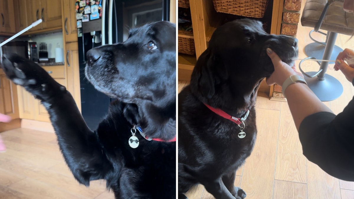 Wisdom Panel Dog DNA test reviews: Save ££ for Black Friday