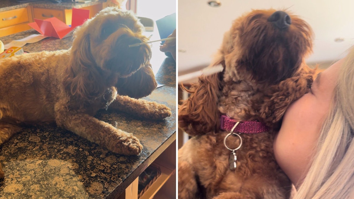 Wisdom Panel Dog DNA test reviews: Save ££ for Black Friday