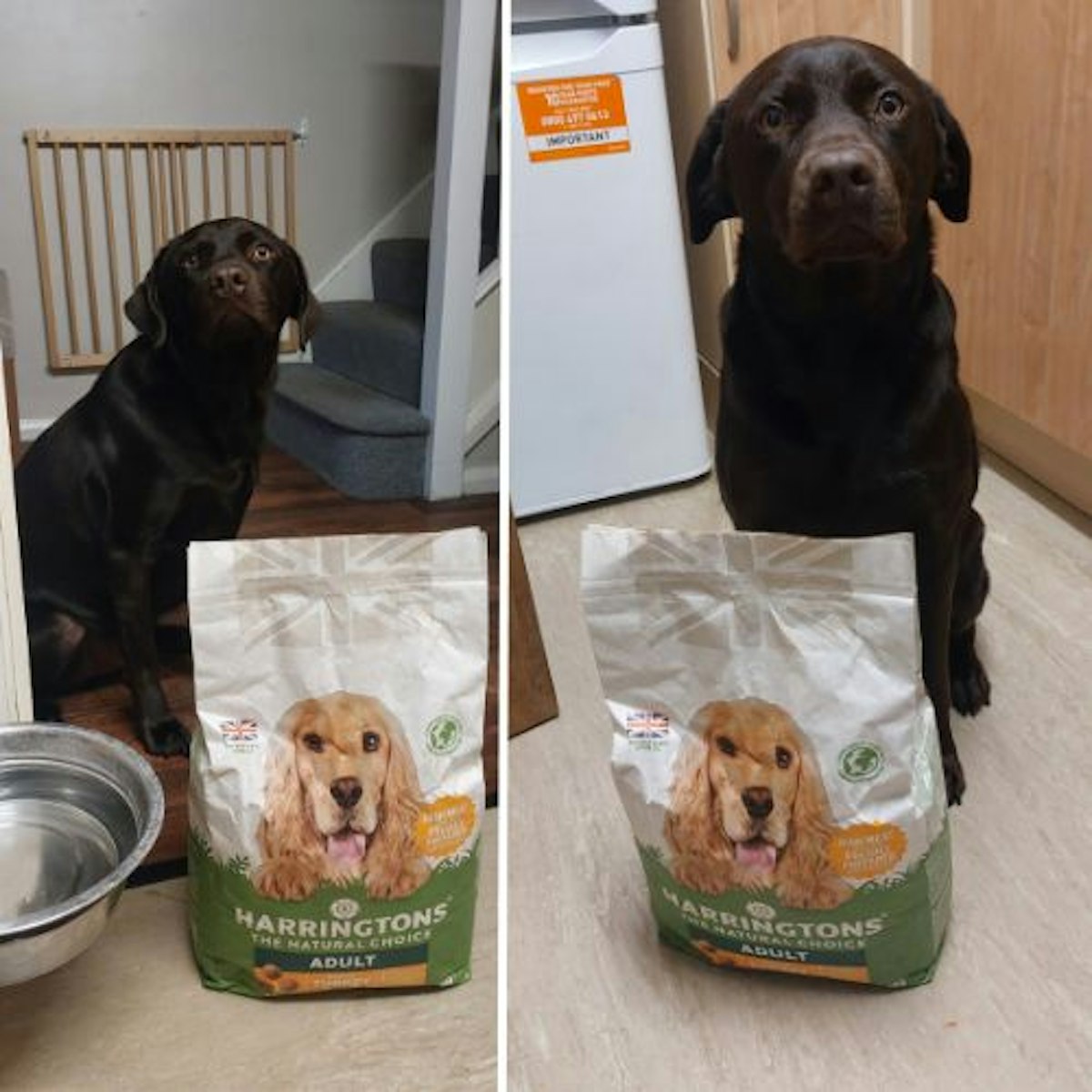 Harringtons dog food review: Good quality and affordable