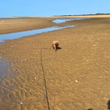 Best long-line training lead for dogs to help with recall
