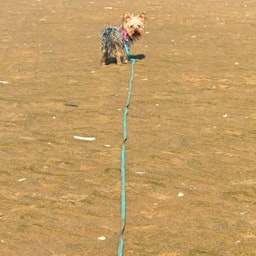 Best long-line training lead for dogs to help with recall