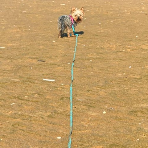 Best long-line training lead for dogs to help with recall