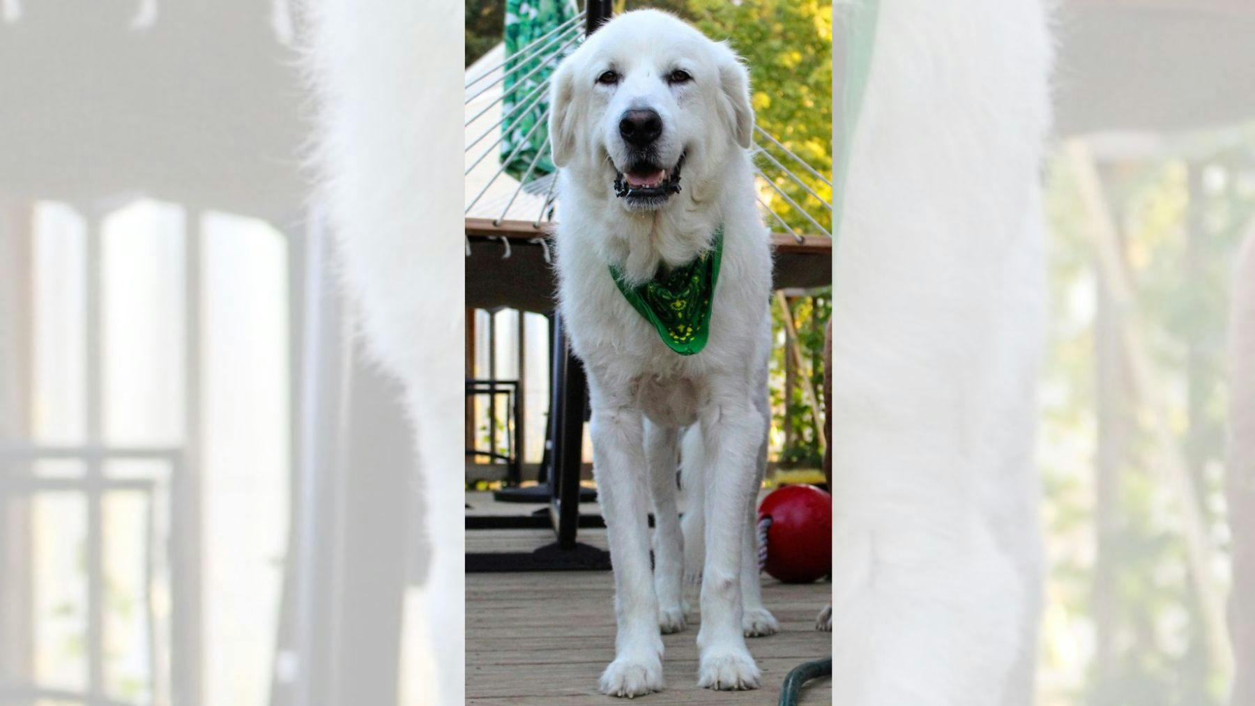 A HERO called MOOSE! 'Foster dog saved our lives'