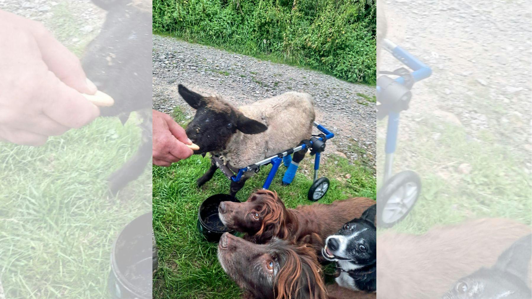 'We found a wheely great way to get an abandoned lamb baa-ak on her feet'